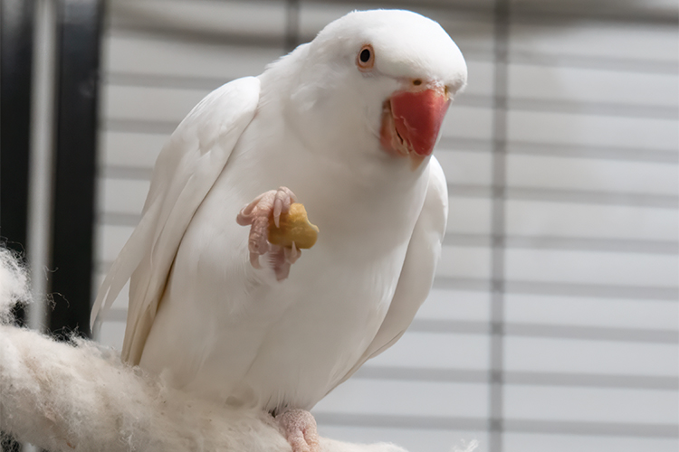 MAARS » Support Gamora